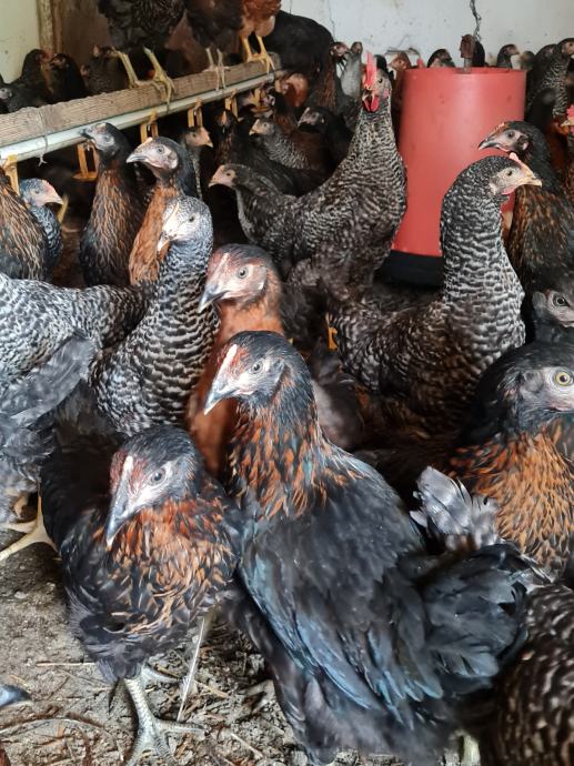 Nesilice Prelux (slovenska nesilica)