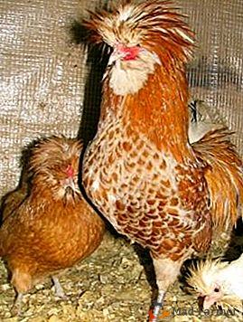 JAJA PADOVANSKA UKRASNE KOKOŠI RAZNIH BOJA ZA NASAD PRODAJEMO