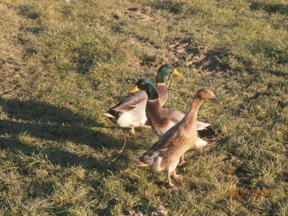 patka trkačica indiska
