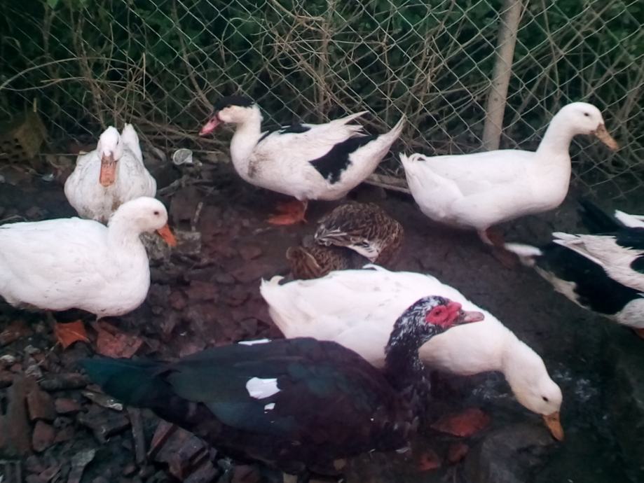 PATKE DOMAČE- AKCIJA