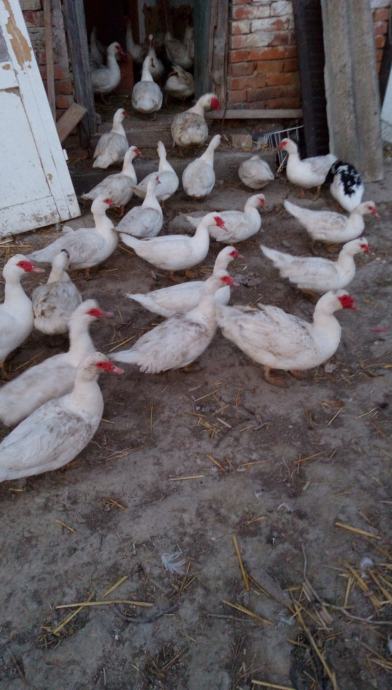 PATKE JAPANKE(MOŠUSNE),JAJA ZA NASAD