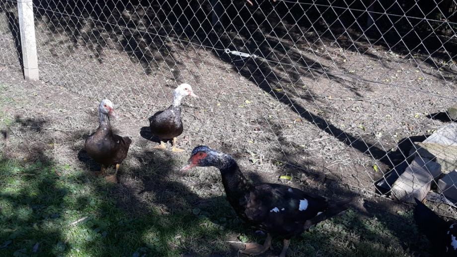 Patke japanke(mošusne)