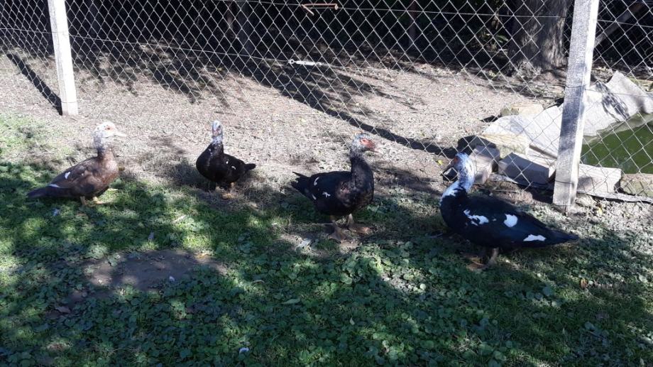 Patke japanke(mošusne)