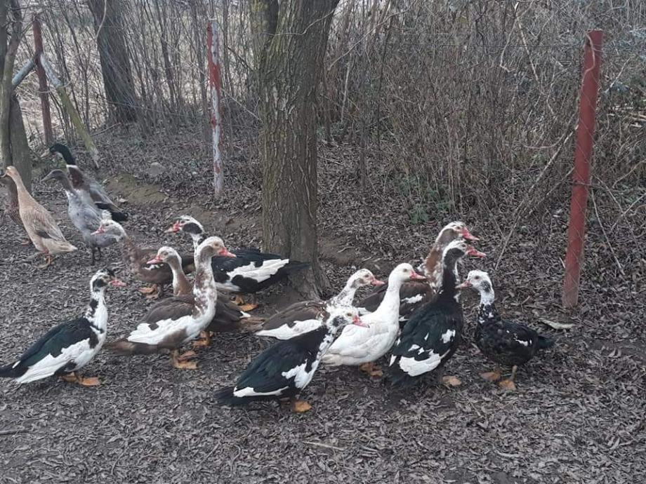 Patke japanke(mošusne)