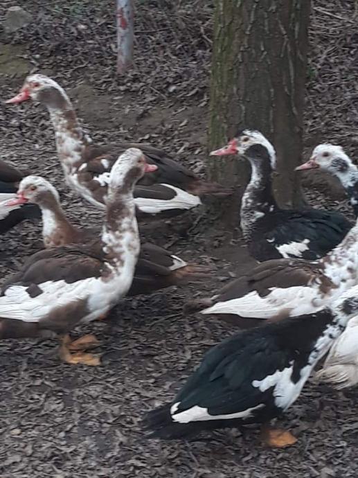 Patke japanke(mošusne)