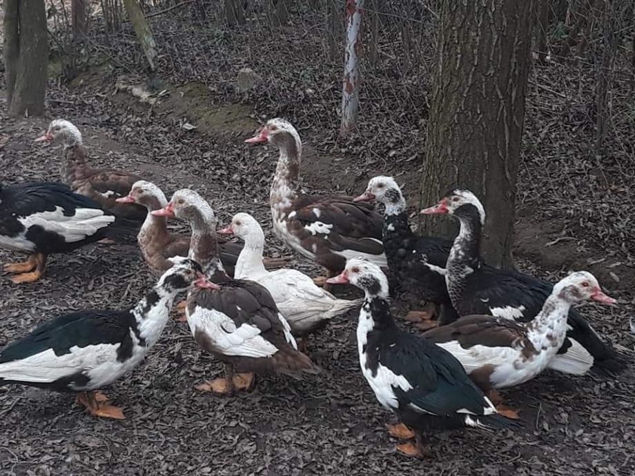 Patke japanke(mošusne)