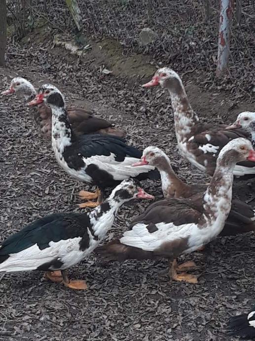 Patke japanke(mošusne)