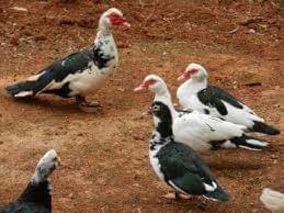 Patke japanke(mošusne)