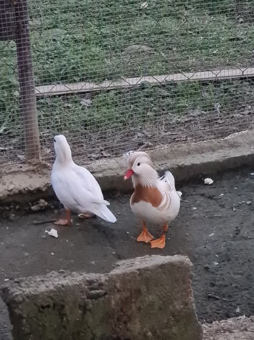 patke mandarinke bijele krem