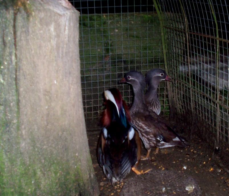 Patke mandarinke