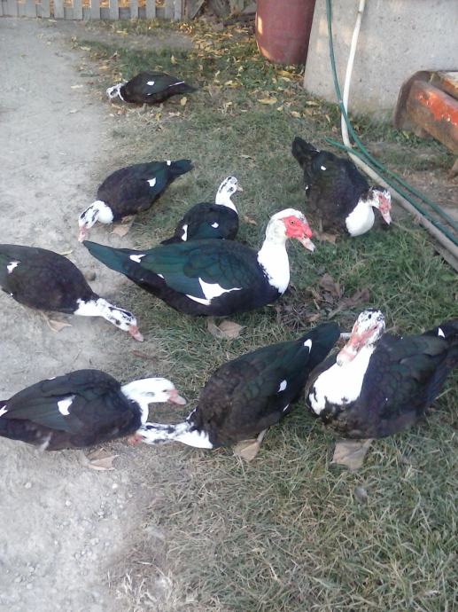 Patke (race) mošusne ( japanke )