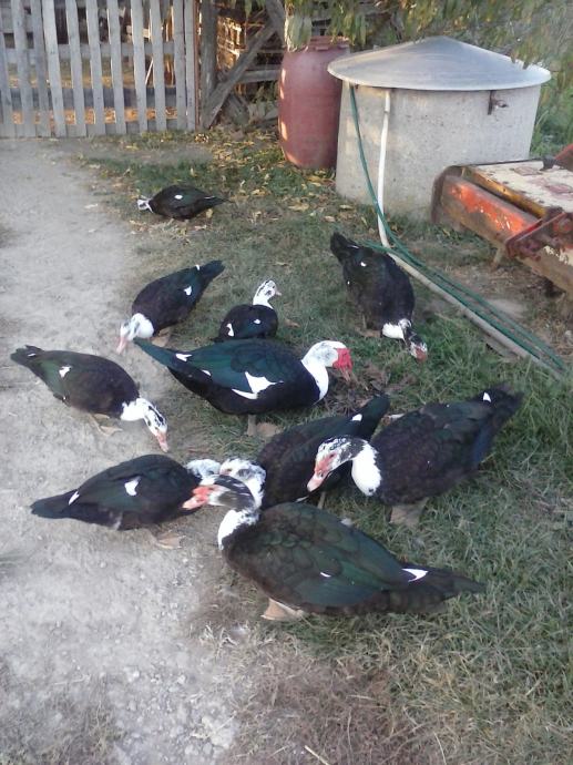 Patke (race) mošusne ( japanke )