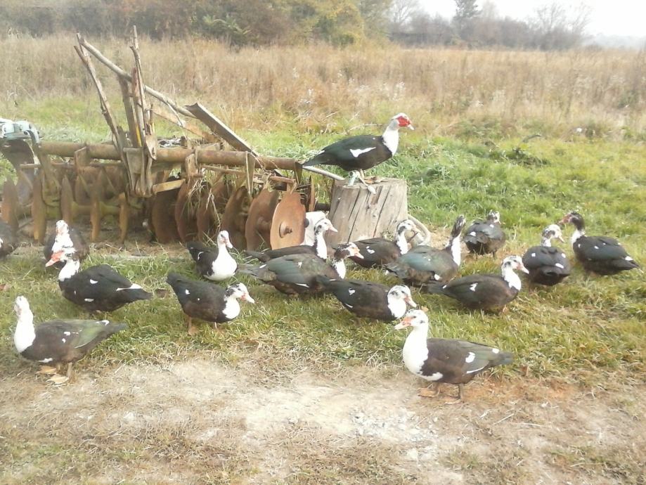 Patke (race) mošusne ( japanke )