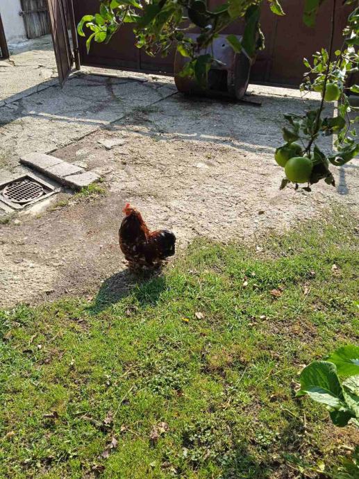 Pjetlić patuljaste kokinkine