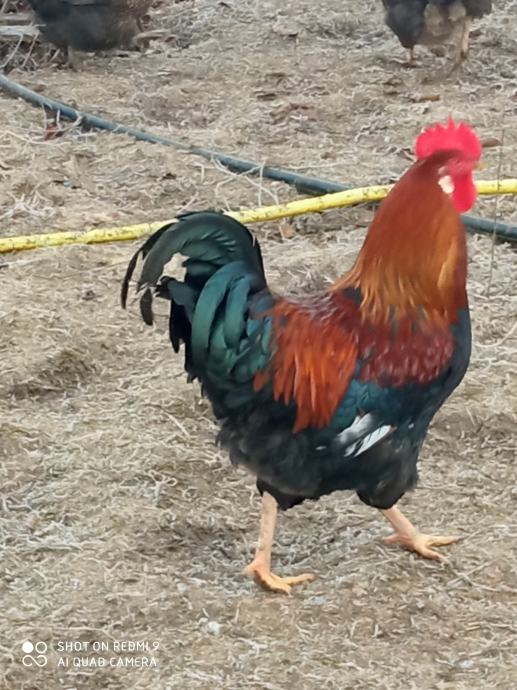 Pijetlovi, kokoti.