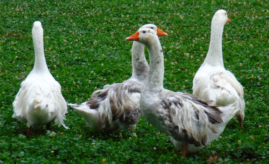 PODUNAVSKA KOVRČAVA GUSKA