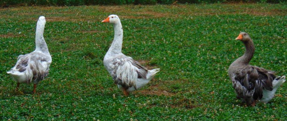 PODUNAVSKA KOVRČAVA GUSKA
