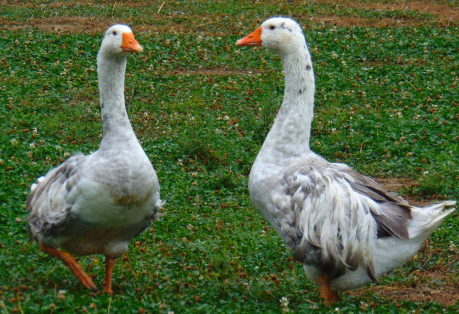 PODUNAVSKA KOVRČAVA GUSKA