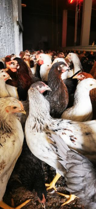 Gaina (talijanska domaća kokoš), Prelux (slovenska lagana nesilica).