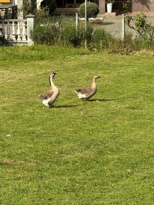 Prodajem afričke labudaste guske