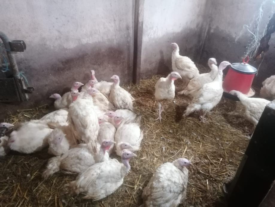 Prodajem božićne purice