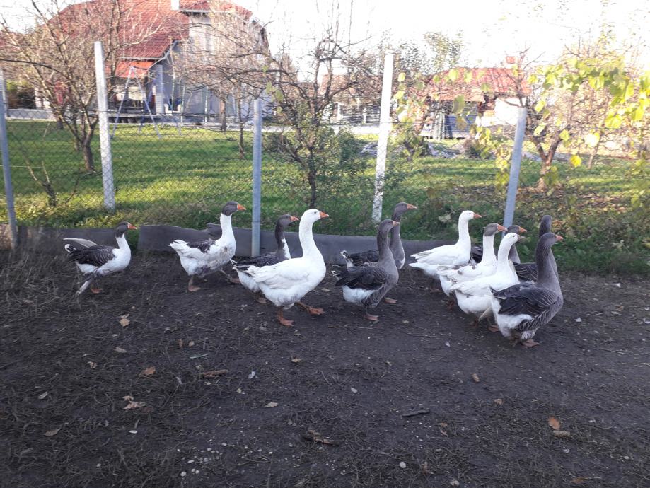 Prodajem domaće guske