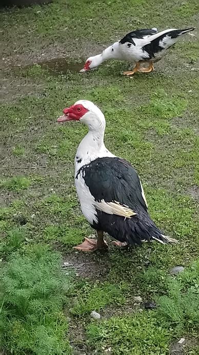 Prodajem par domaćih mošusnih patka