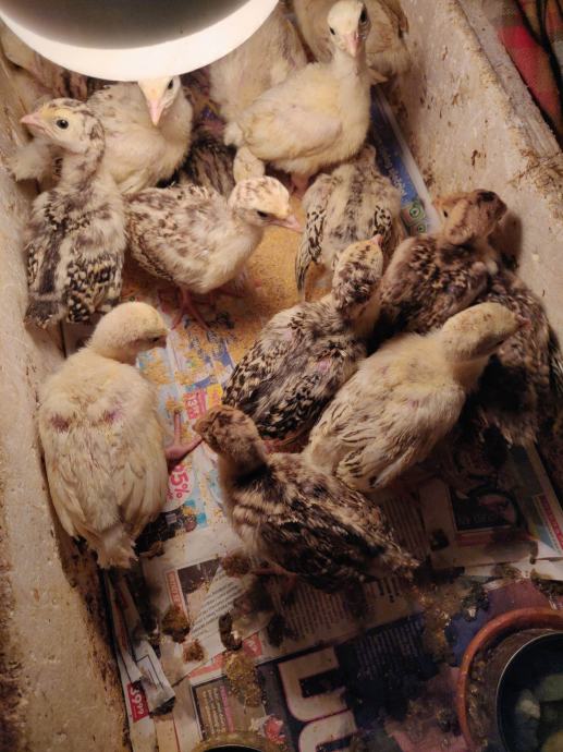 PRODAJEM DOMACE PURICE