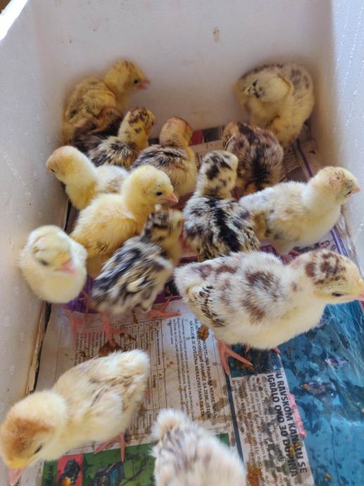 PRODAJEM DOMACE PURICE