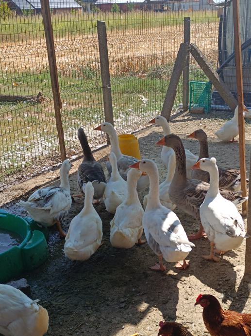 GUSKE I PATKE VRHUNSKE KVALITETE NA PRODAJU