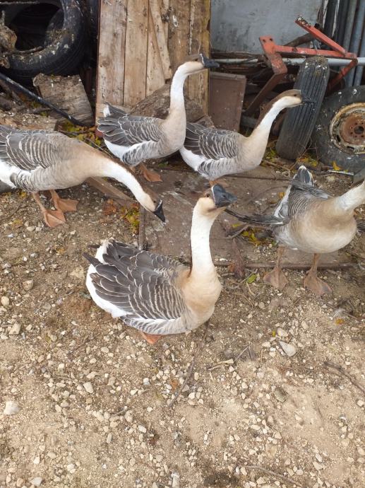 Prodajem guske.