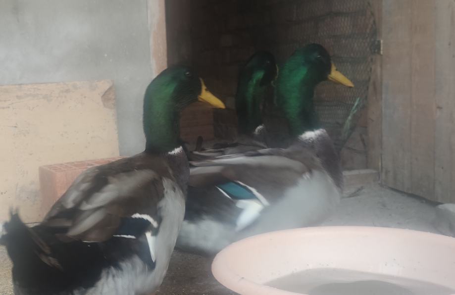 Prodajem ili mijenjam ruanske patke