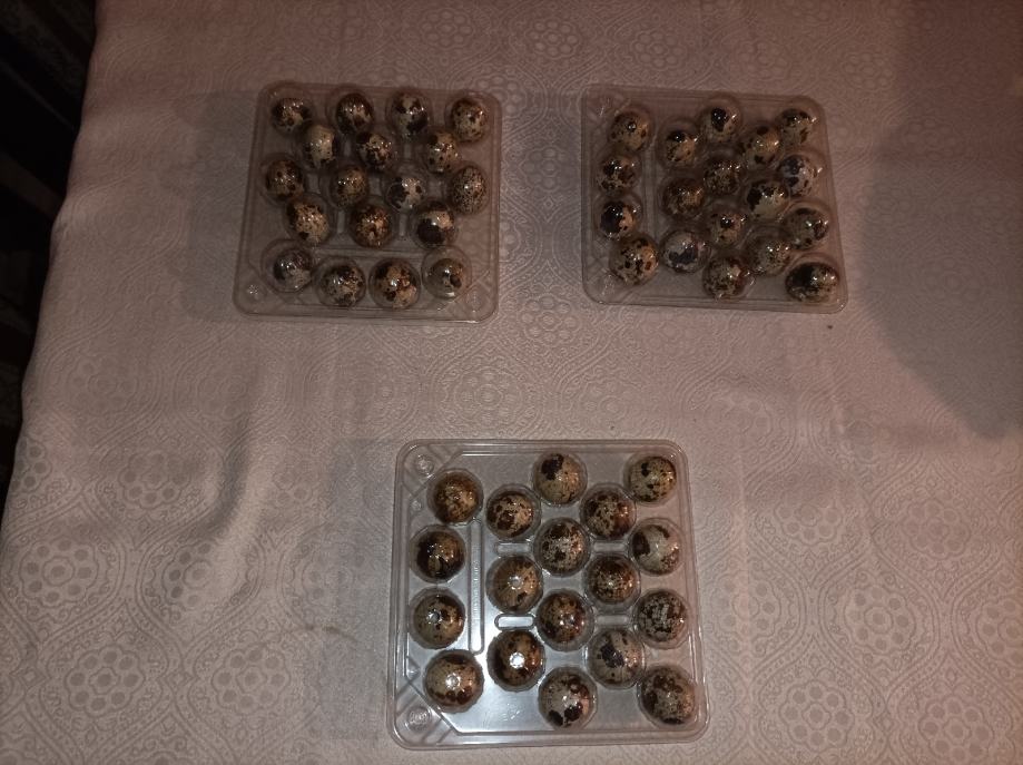 Prodajem jaja od japanskih prepelica