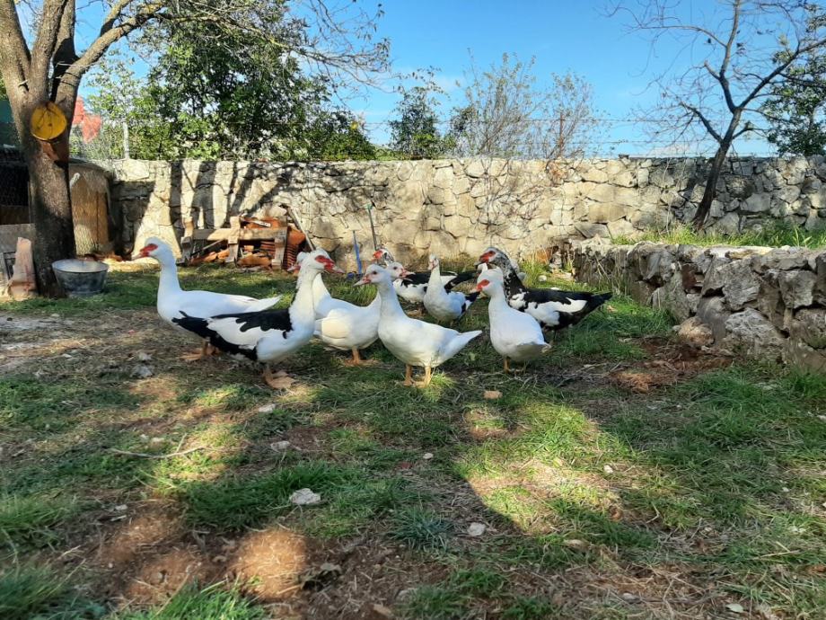 Prodajem japanske/mosusne patke