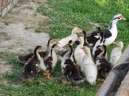 prodajem japanske patke