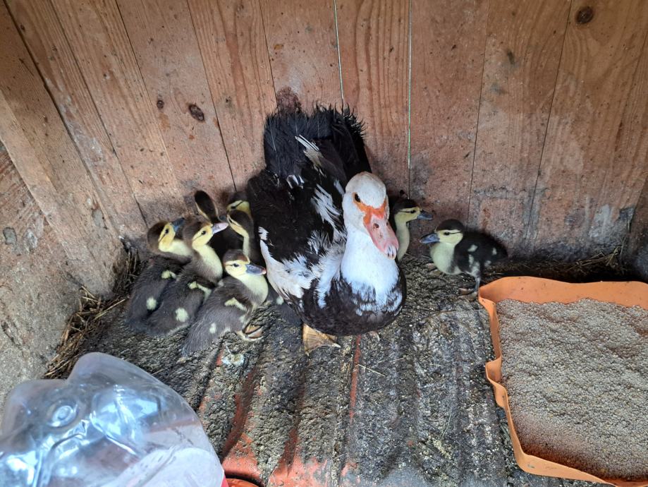 Prodajem japnsku patku sa pačićima