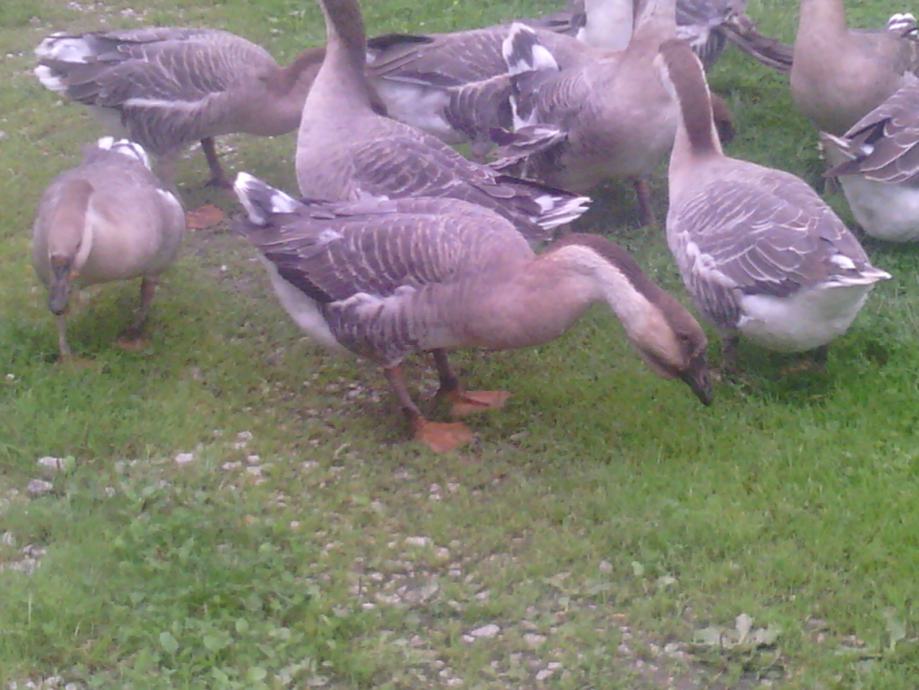 Prodajem kineske labudaste guske
