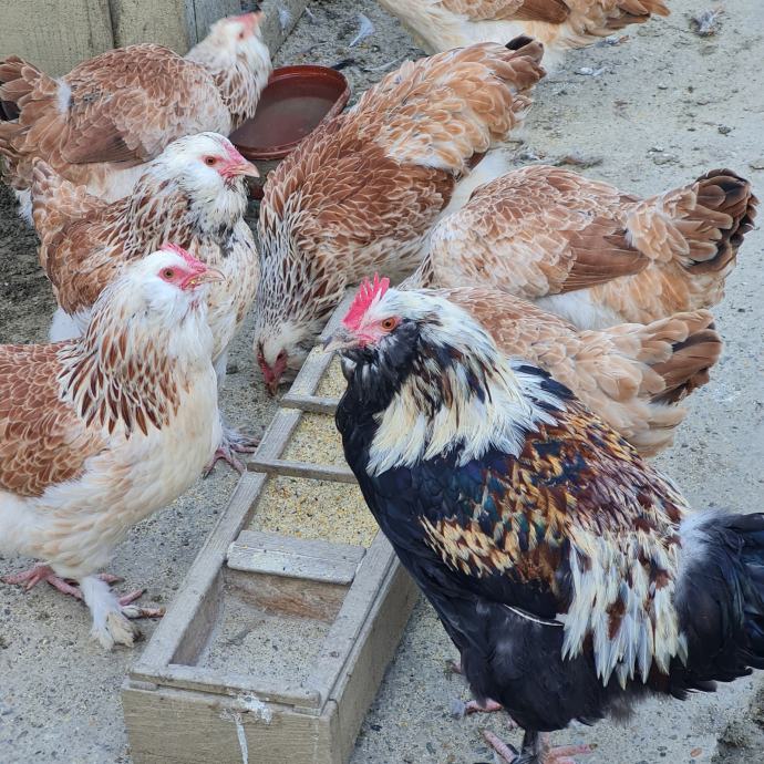 Prodajem kokoši Faverol