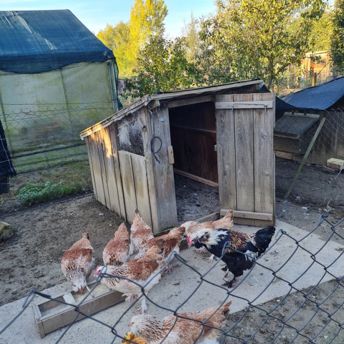 Prodajem kokoši Faverol