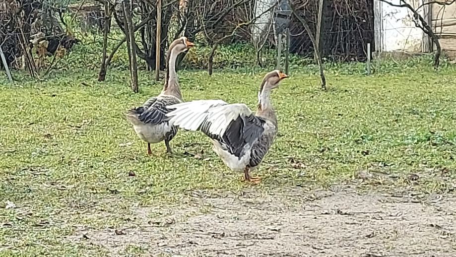 Prodajem labudaste guske