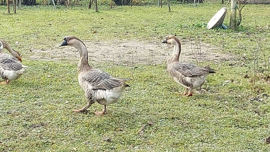 Prodajem labudaste guske