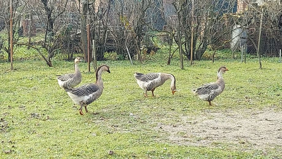 Prodajem labudaste guske