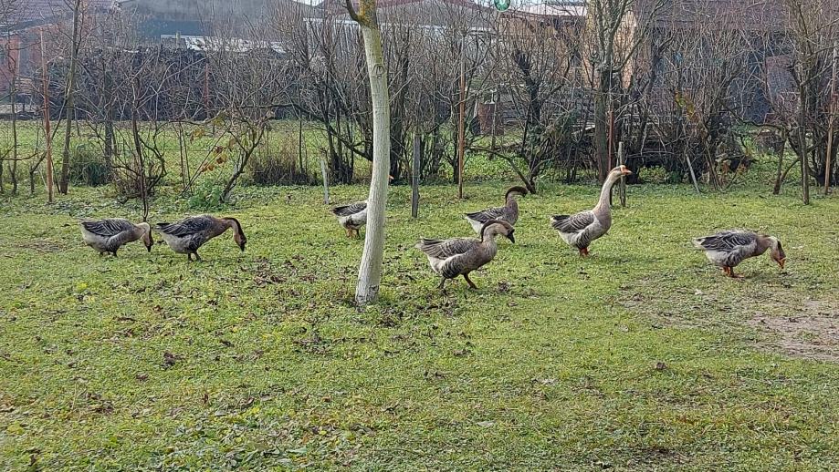 Prodajem labudaste guske
