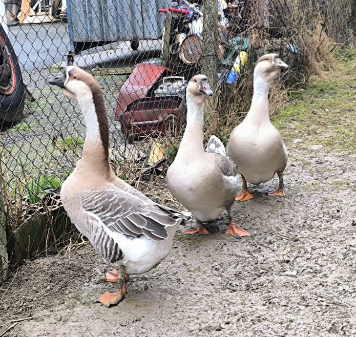 prodajem labudaste guske
