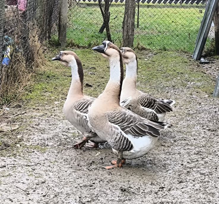 prodajem labudaste guske