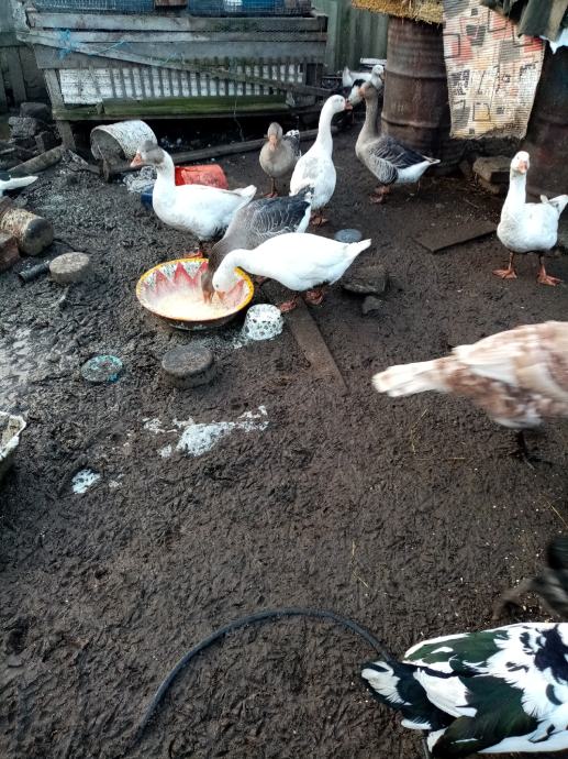 PRODAJEM MLADE GUSKE