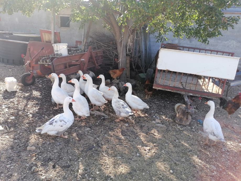 Prodajem mlade guske