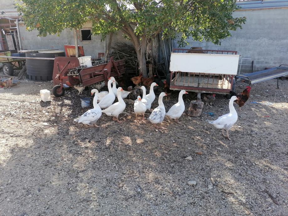 Prodajem mlade guske