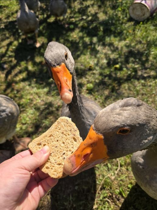 Prodajem mlade guske