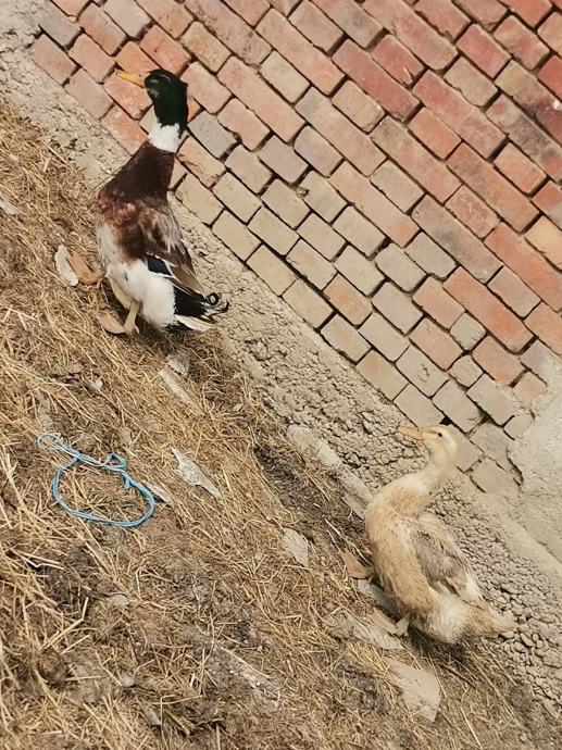 Prodajem patku i patka